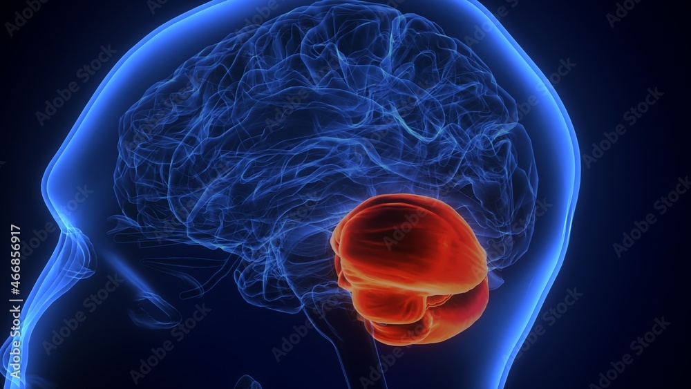 3d illustration of human brain thalamus anatomy. Stock Illustration ...