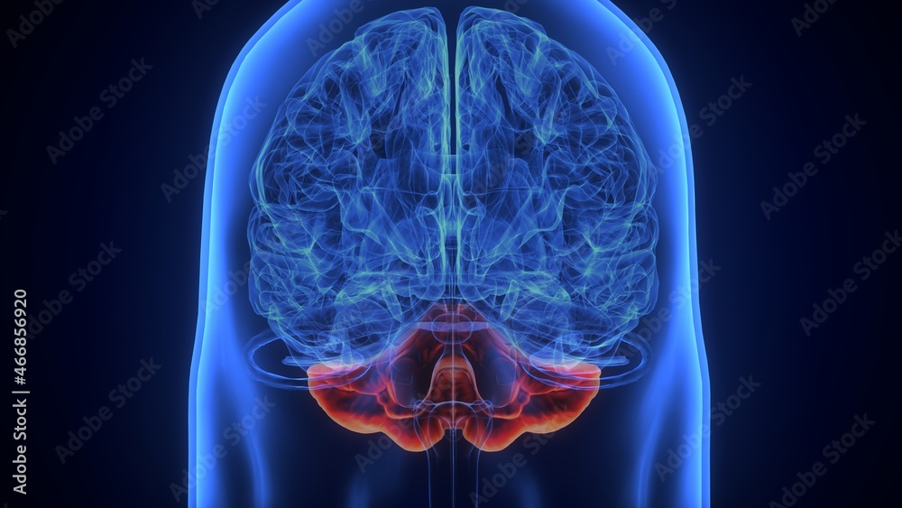 3d illustration of human brain thalamus anatomy. Stock Illustration ...