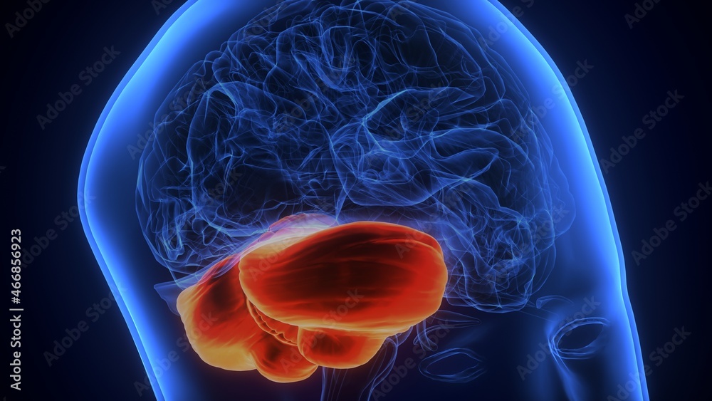 3d illustration of human brain thalamus anatomy. Stock Illustration ...