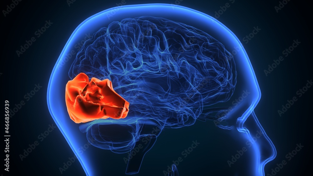 3d illustartion of human brain supramarginal gyrus anatomy. Stock ...