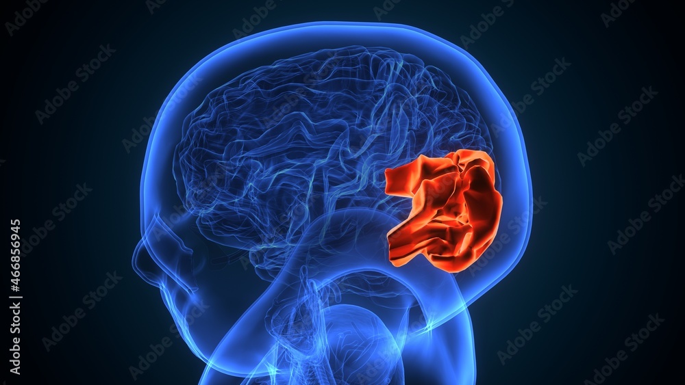 3d illustartion of human brain supramarginal gyrus anatomy. Stock ...