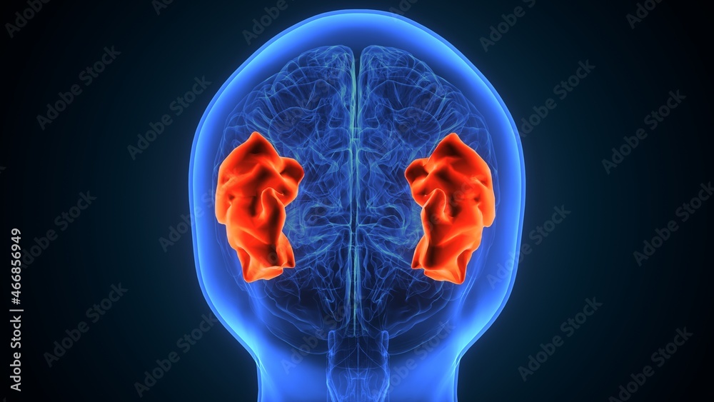 3d illustartion of human brain supramarginal gyrus anatomy. Stock ...