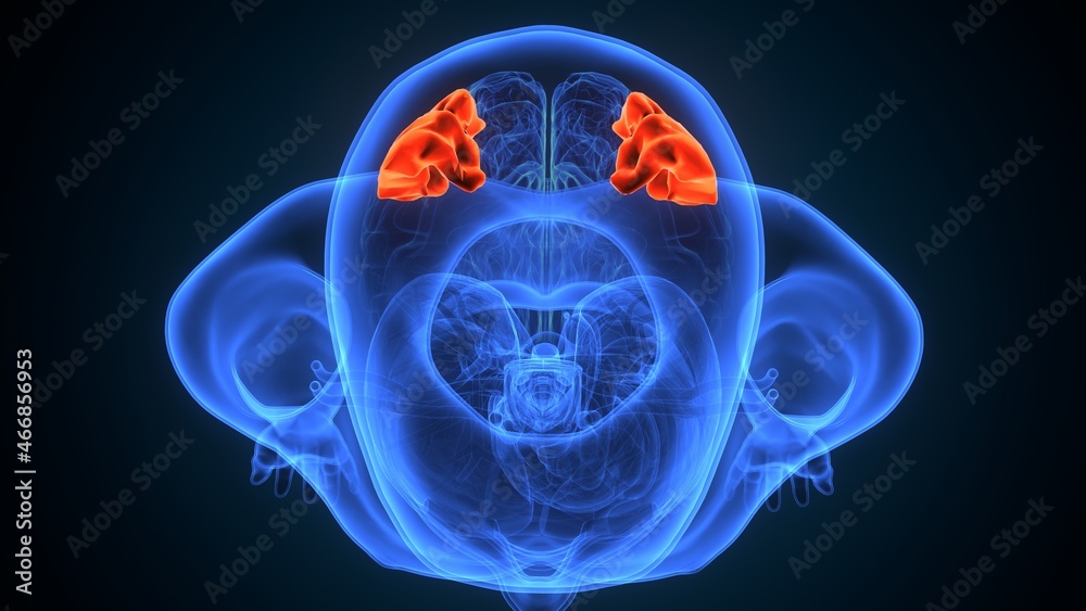 3d illustartion of human brain supramarginal gyrus anatomy. Stock ...
