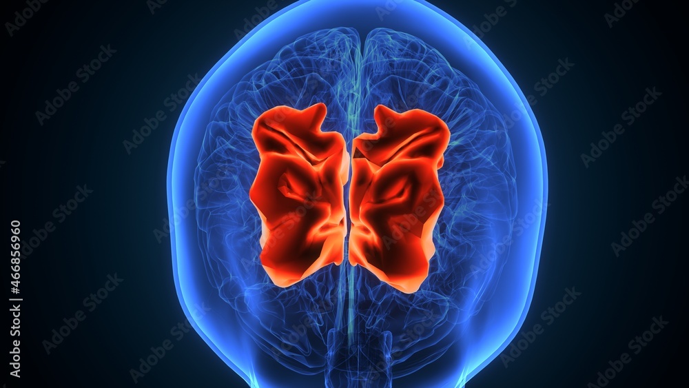 3d illustration of human brain superior parietal lobule Anatomy. Stock ...