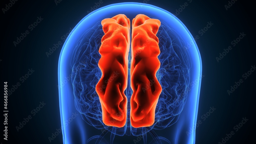 3d illustration of human brain Brain superior frontal gyrus Anatomy ...