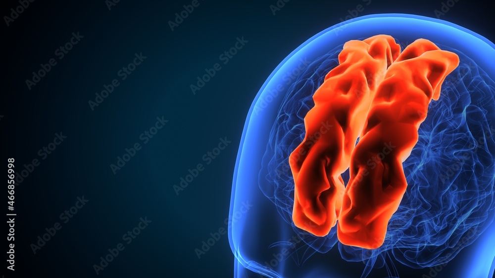 3d illustration of human brain Brain superior frontal gyrus Anatomy ...