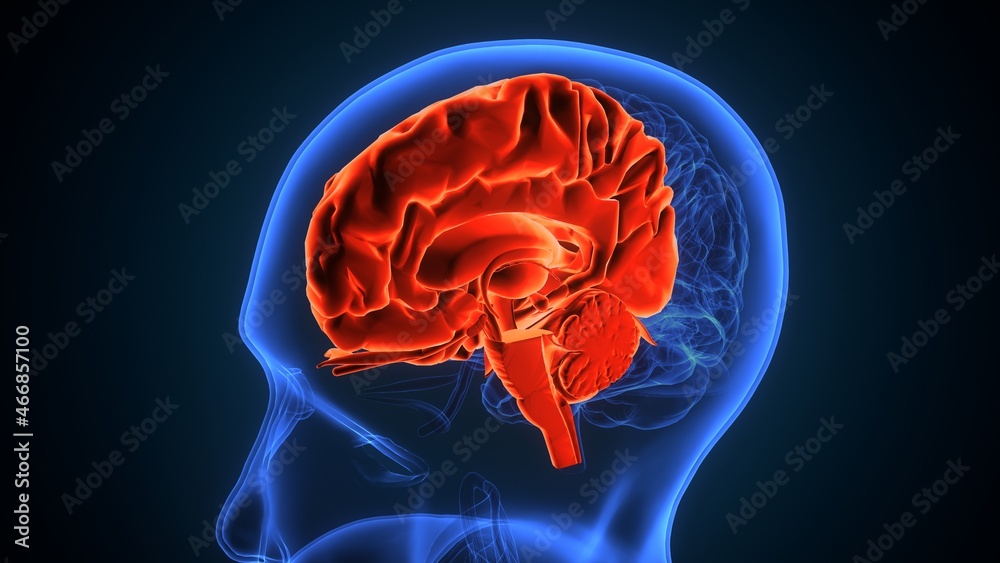 3d illustration of human in the interior brain anatomy Stock ...