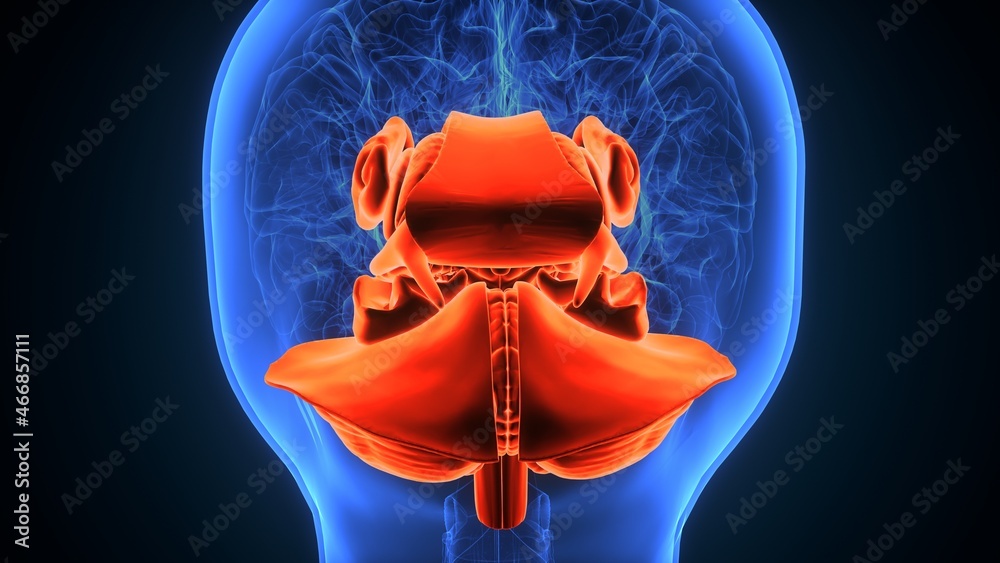 3d illustration of human in the interior brain anatomy Stock ...