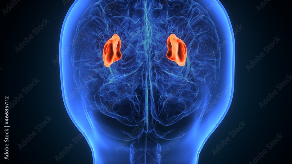 3d illustration of human brain thalamus anatomy. Stock Illustration ...