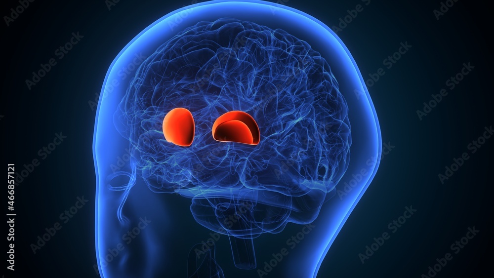 3d illustration of human brain putamen anatomy. Stock Illustration ...
