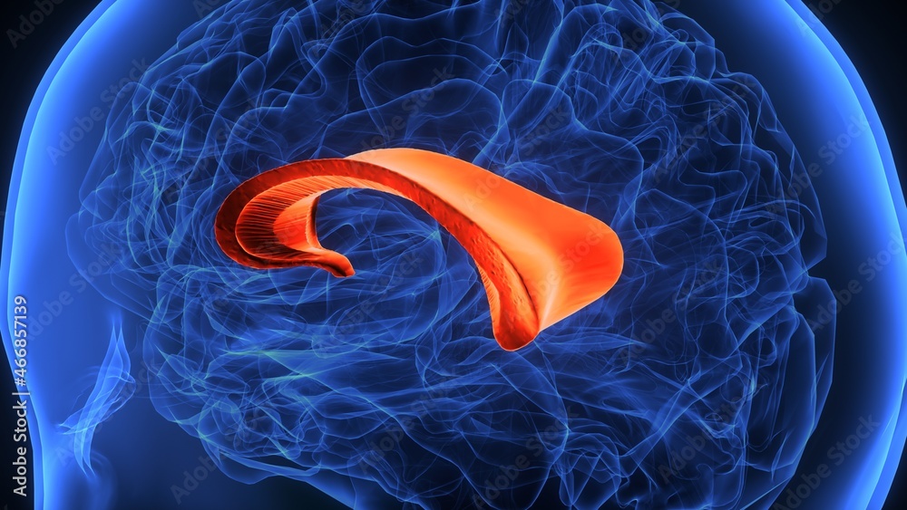 3d illustration of human brain corpus callosum anatomy. Stock ...