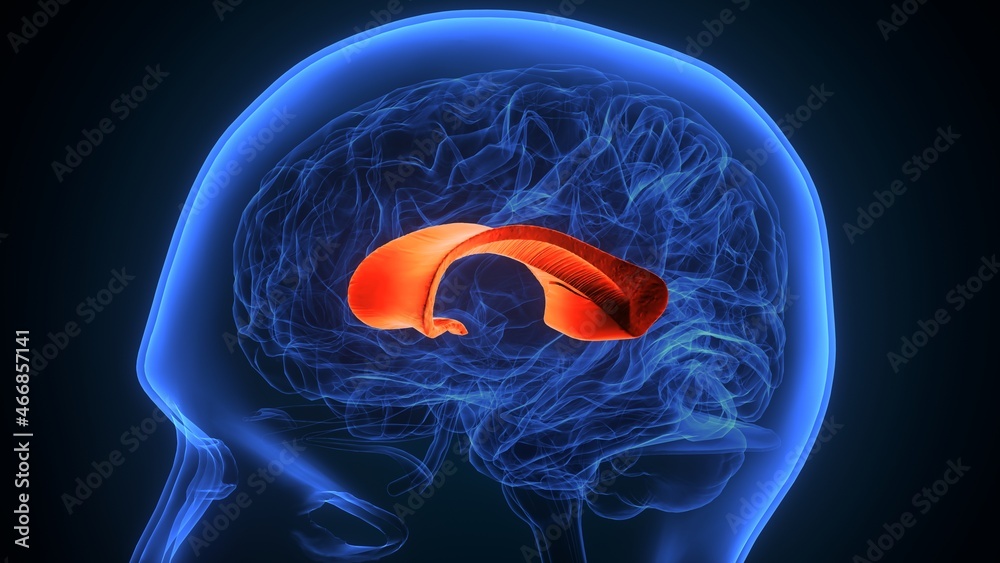 3d illustration of human brain corpus callosum anatomy. Stock ...