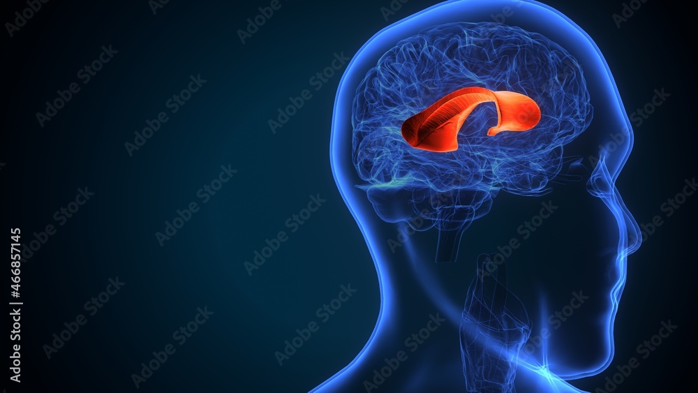 Brain Anatomy Corpus Callosum Poster 3d Illustration Of Human Brain