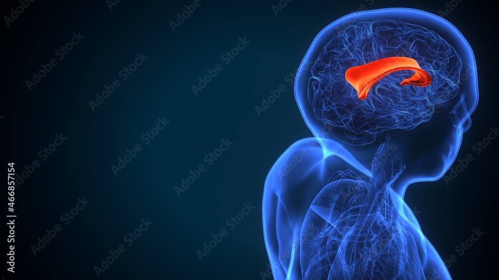 3d illustration of human brain corpus callosum anatomy. Stock ...