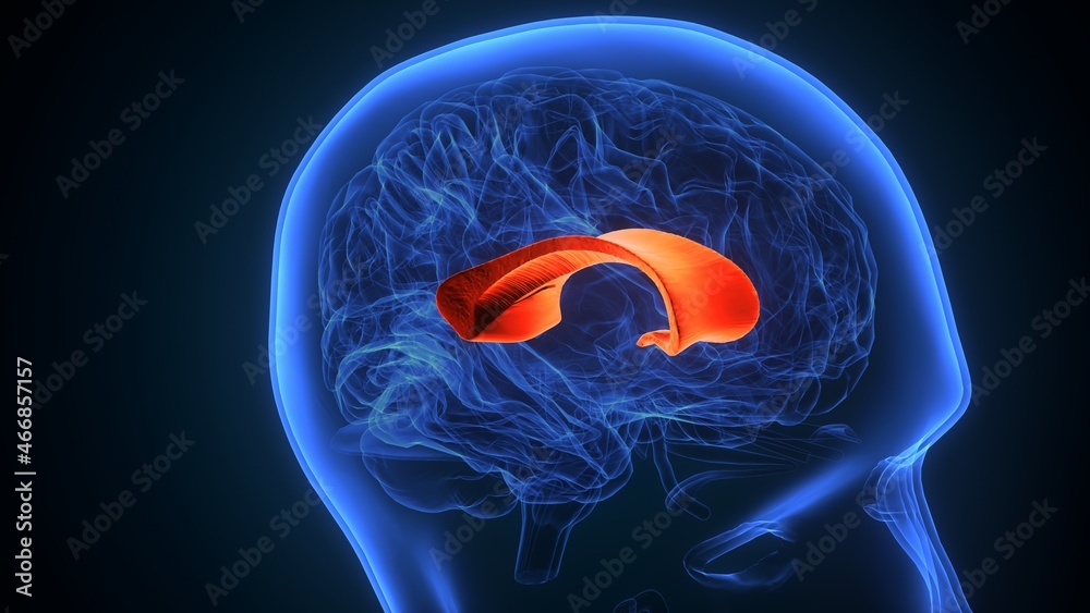 Corpus Callosum Anatomy