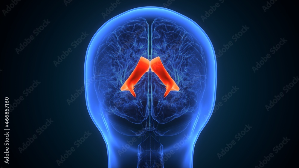 3d illustration of human brain lateral ventricle anatomy. Stock ...