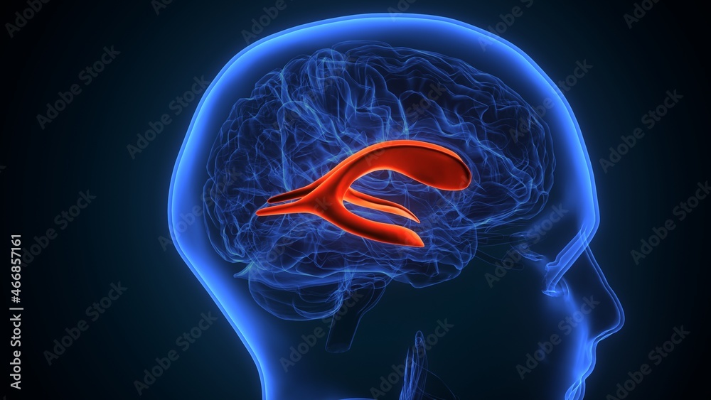 3d illustration of human brain lateral ventricle anatomy. Stock ...