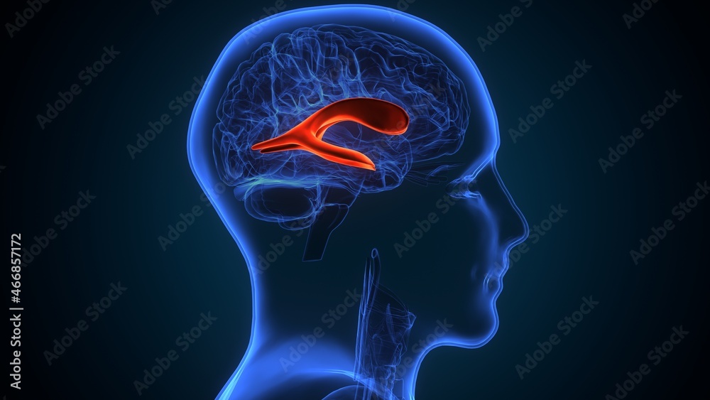 3d illustration of human brain lateral ventricle anatomy. Stock ...