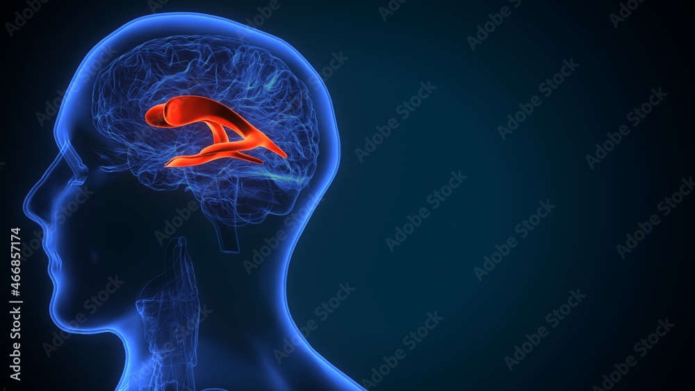 3d illustration of human brain lateral ventricle anatomy. Stock ...