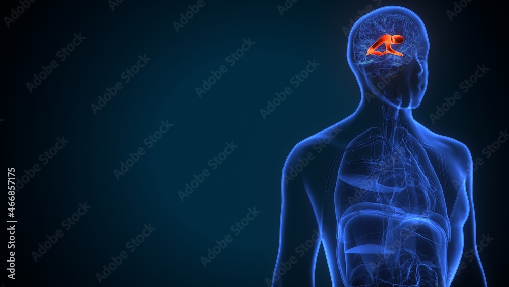 3d illustration of human brain lateral ventricle anatomy. Stock ...