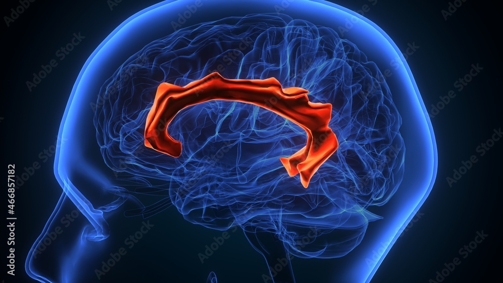 3d illustration of human brain Brain cingulate gyrus Anatomy. Stock ...