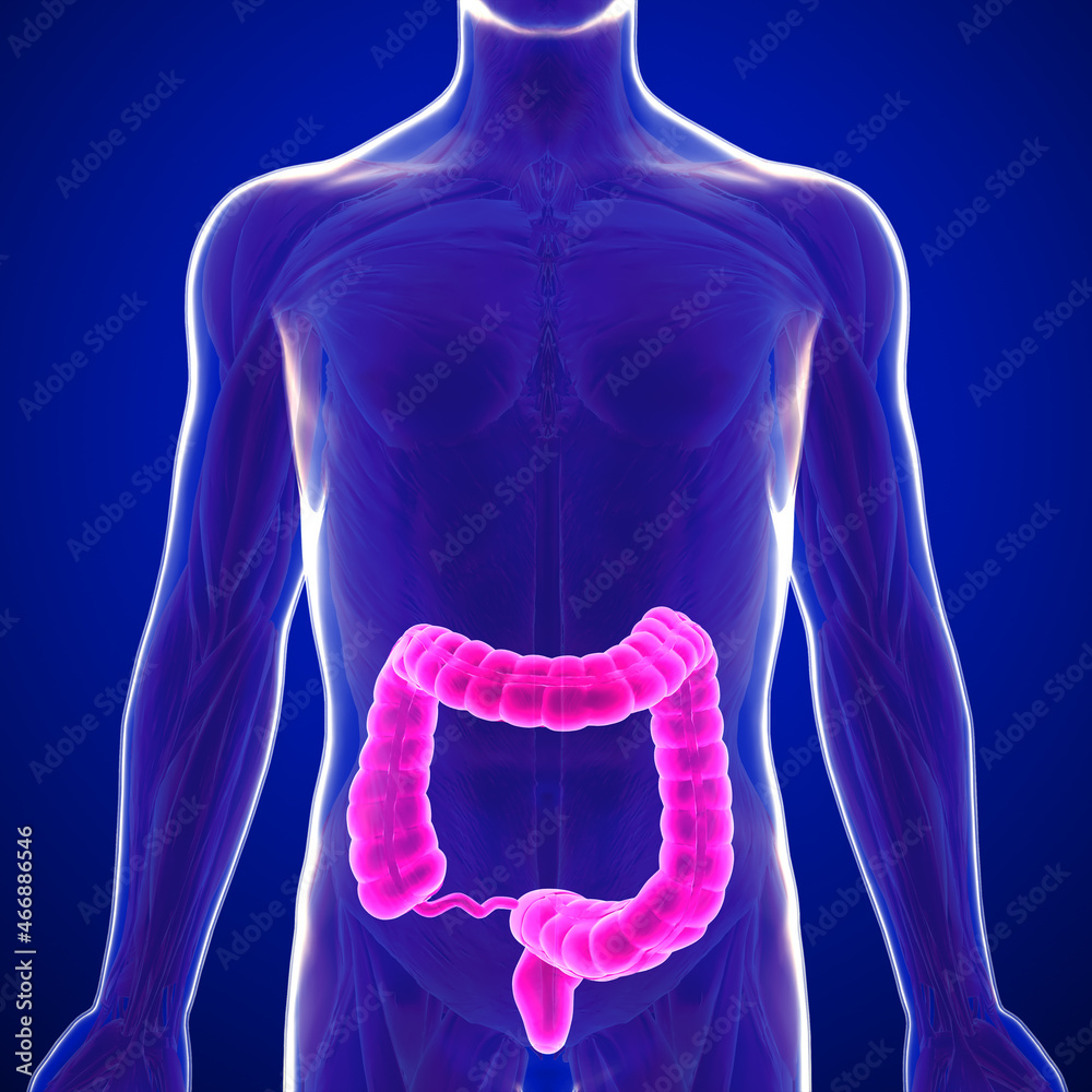 It is the last part of the gastrointestinal tract and digestive system ...