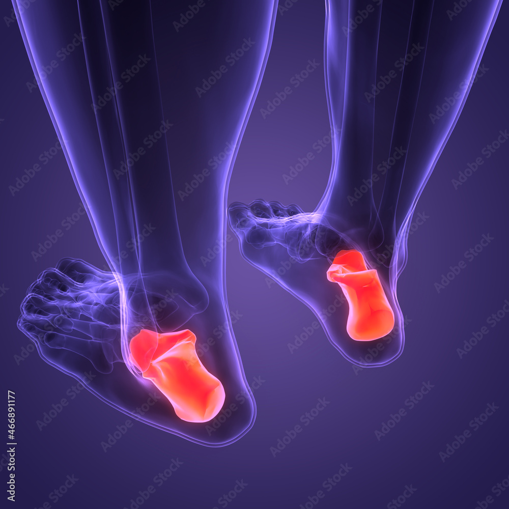 Human Skeleton System Calcaneus Bone Joints Anatomy Stock Illustration ...