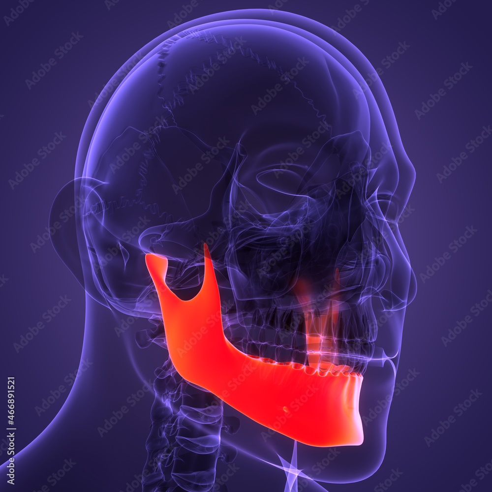 Human Skeleton System Skull Bone Parts Mandible Anatomy Stock ...