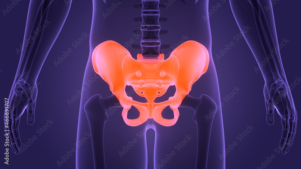 Human Skeleton System Pelvic Girdle Bone Joints Anatomy Stock ...