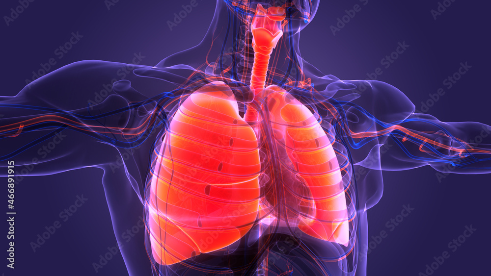 Human Respiratory System Lungs Anatomy Stock Illustration | Adobe Stock