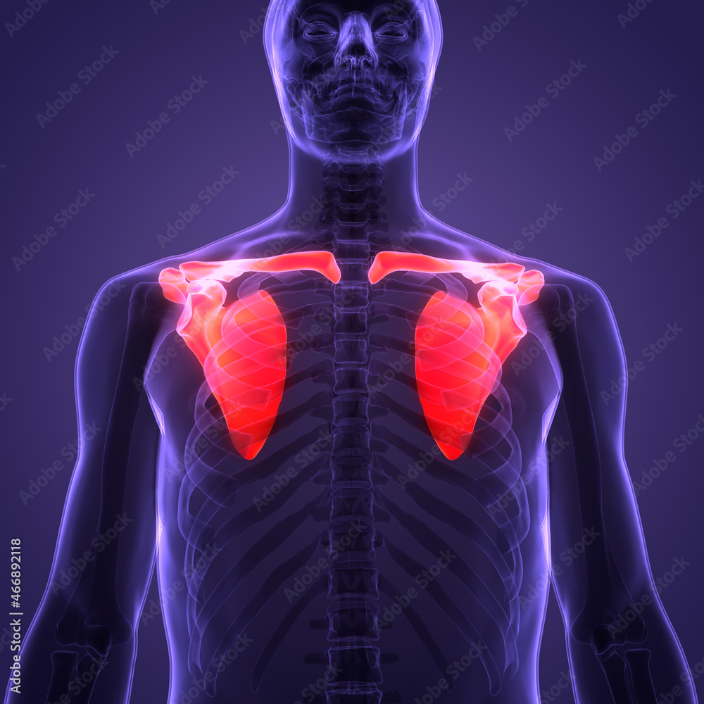 Human Skeleton System Pectoral (Shoulder) Girdle Bone Joints Anatomy ...