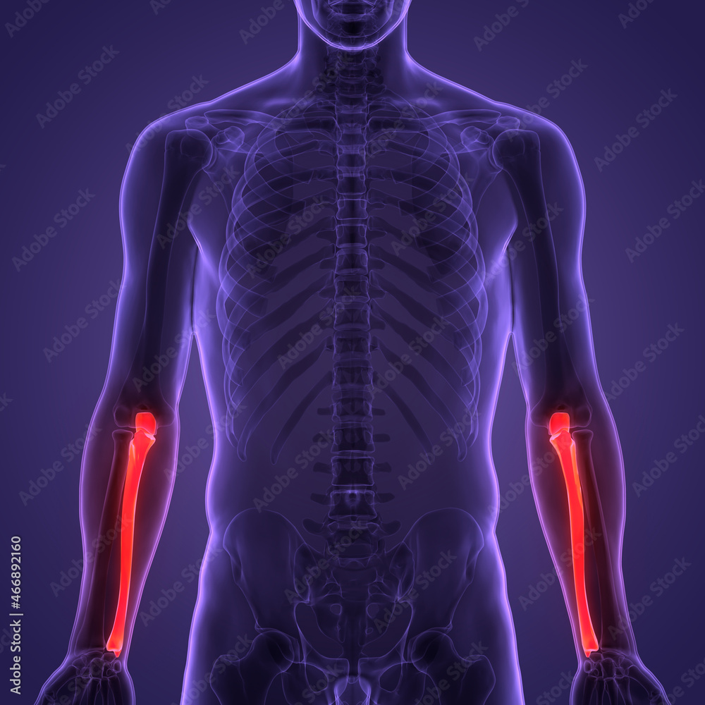 Human Skeleton System Ulna Bone Joints Anatomy Stock Illustration ...