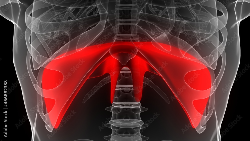 Human Respiratory System Diaphragm Anatomy Stock Illustration | Adobe Stock