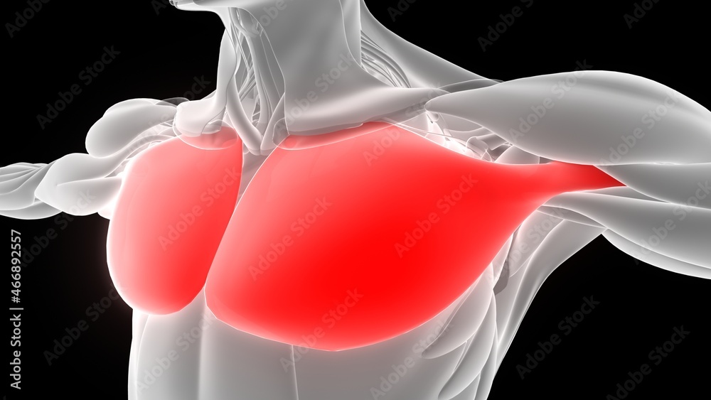 Human Muscular System Torso Muscles Pectoral Muscles Anatomy Stock ...