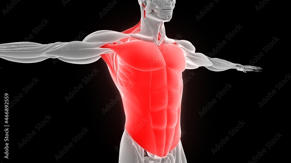 Human Body Muscular System Torso Muscles Anatomy Stock Illustration ...