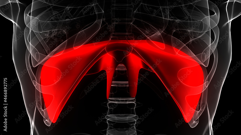 Human Respiratory System Diaphragm Anatomy Stock Illustration | Adobe Stock