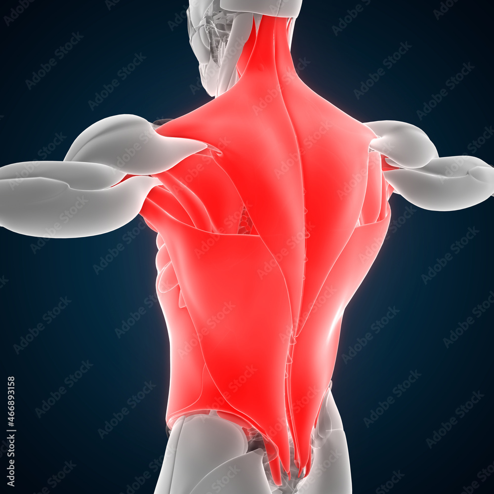 Human Muscular System Torso Muscles Anatomy Stock Illustration | Adobe ...