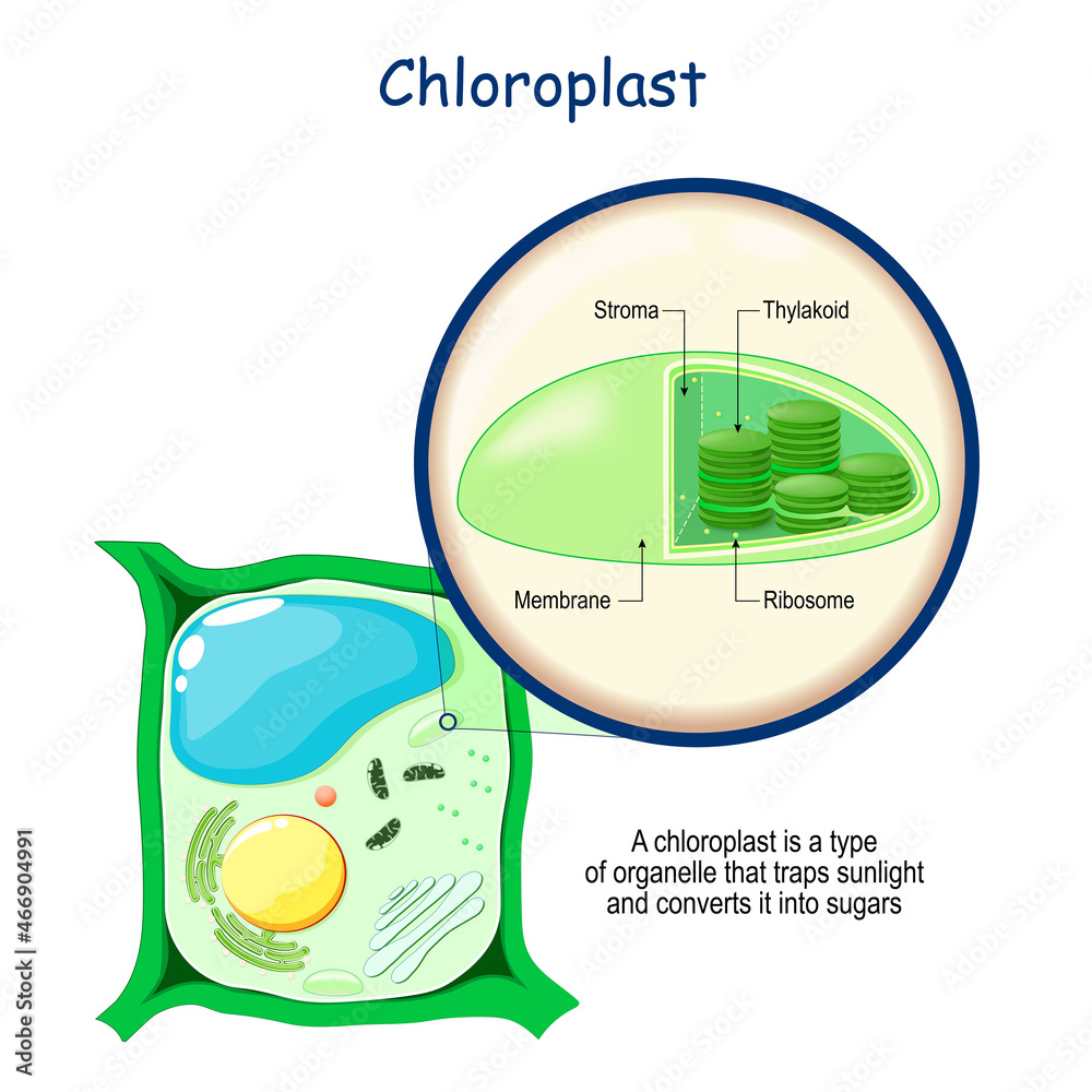 hloroplast Anatomy Structure Of A Plant Cell Stock Vector Adobe Stock hloroplast Anatomy Structure Of A Plant Cell Stock Vector Adobe Stock