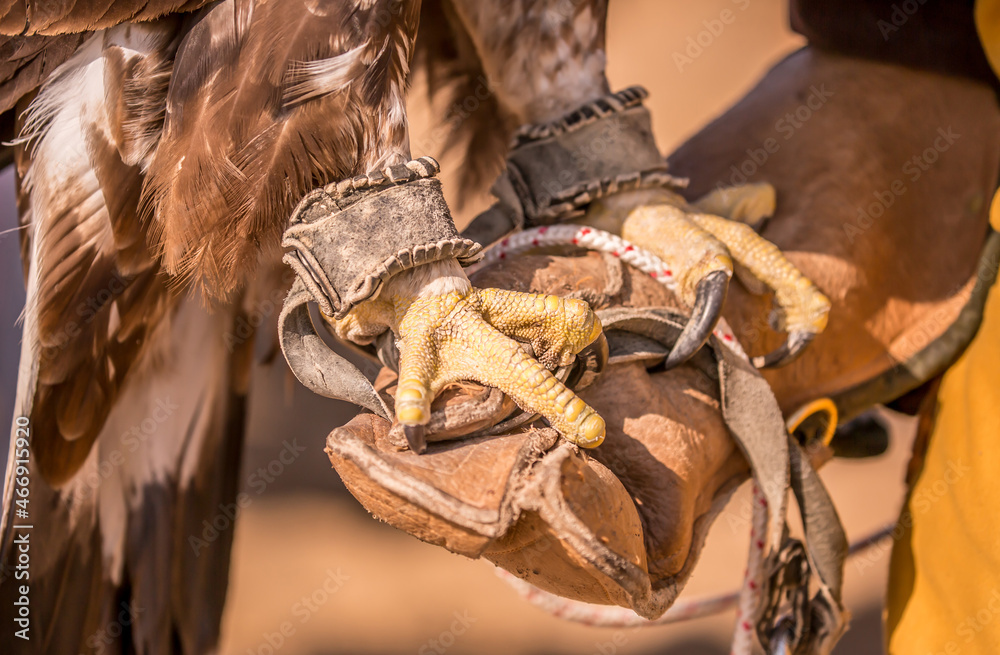 Foto de Claws of an eagle. Falcon legs hold hand. The tamer of the ...