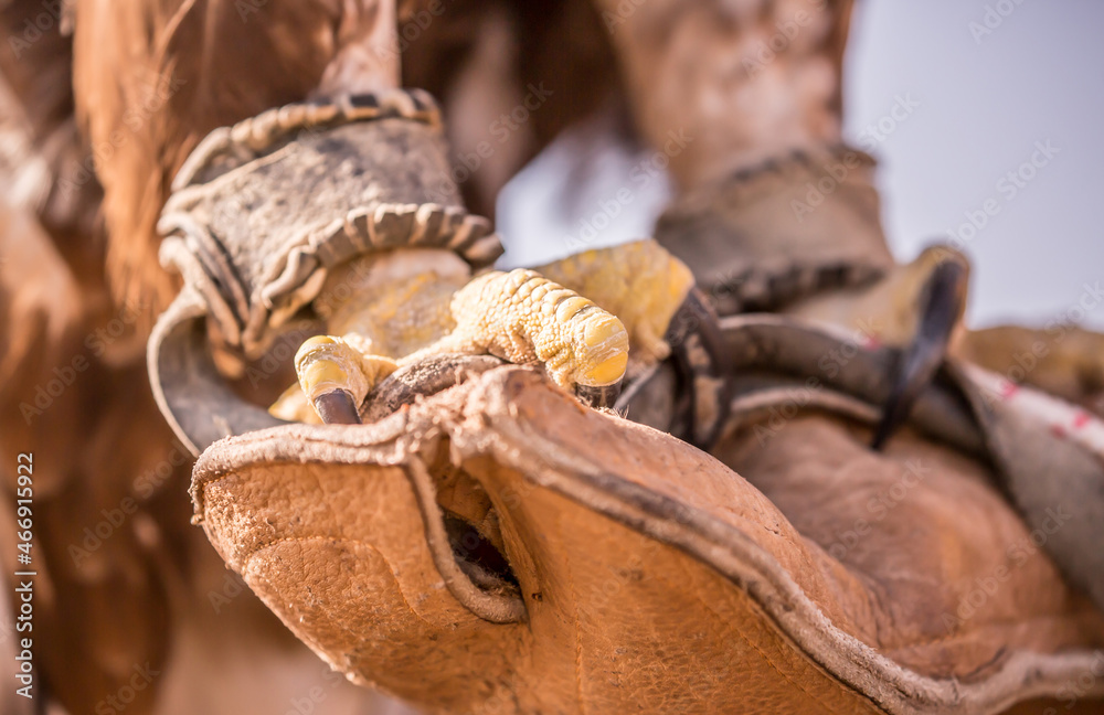 Claws of an eagle. Falcon legs hold hand. The tamer of the predatory ...