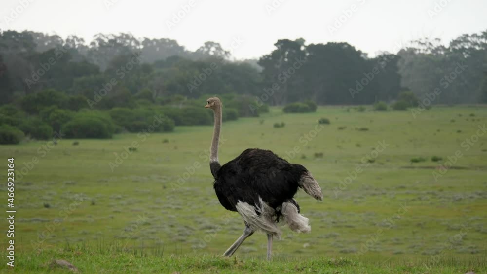 Adult ostrich defecates and walks across grass plains, tracking shot ...