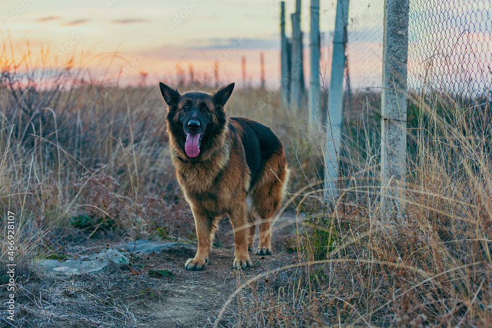 border dog breed German Shepherd against the backdrop of a beautiful ...