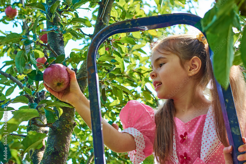 Child picking apples on a farm climbing a ladder. Little girl playing ...