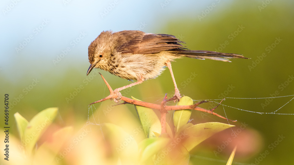 Closeup of the churring cisticola, species of bird in the family Cisticolidae. foto de Stock ...