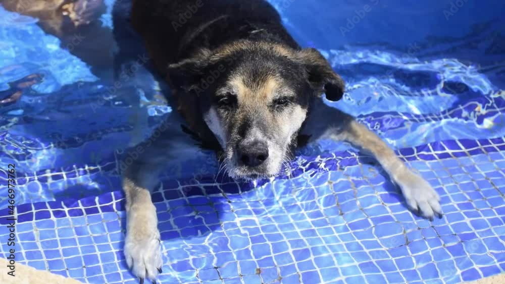 Rehabilitation of dog in swimming pool. Recovery training for ...
