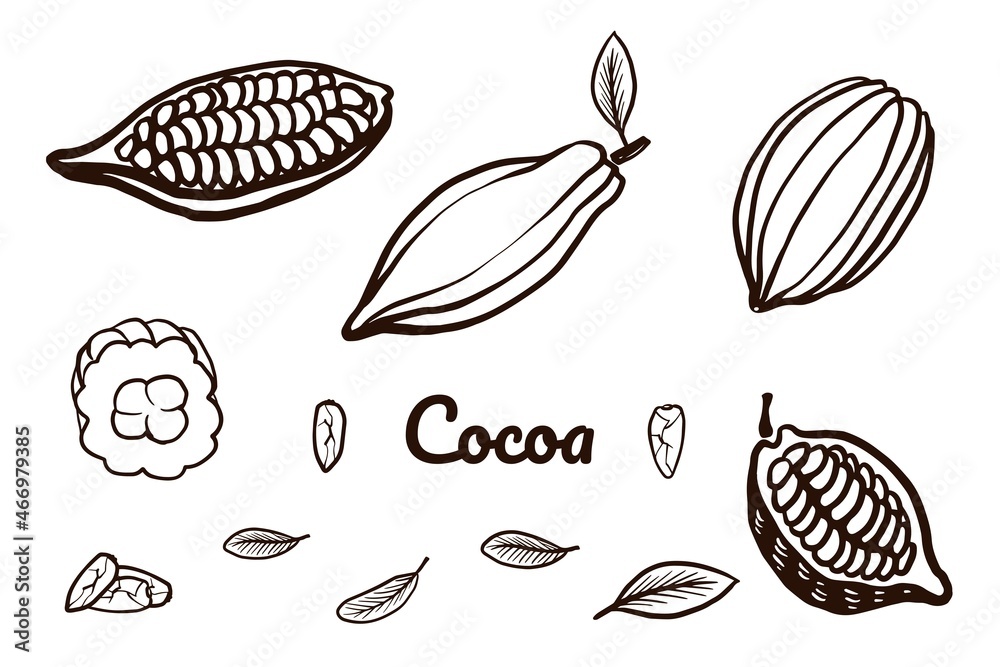 Cacao bean fruit set. Hand drawn vector sketch cacao illustration on ...