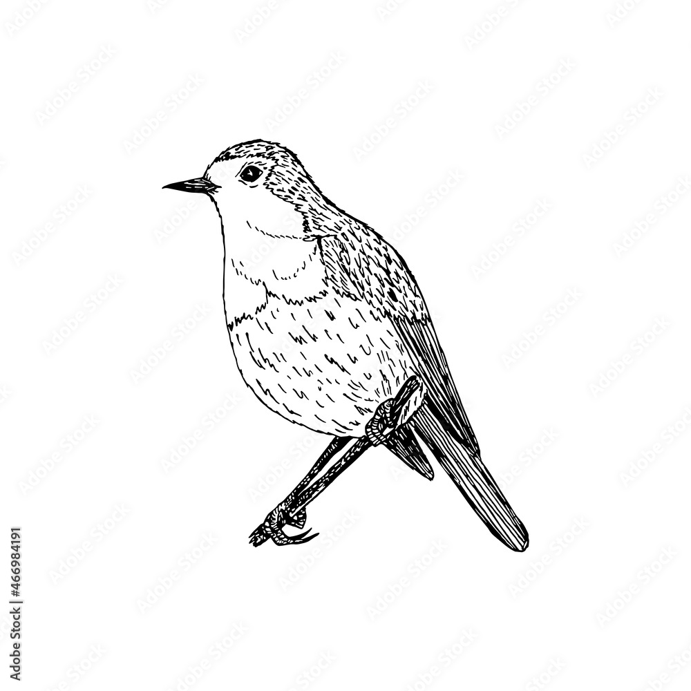Zoryanka bird vector illustration isolated on white background. The ...