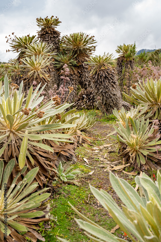 Hike to Paramo de Guacheneque, birthplace of the Bogota River ...