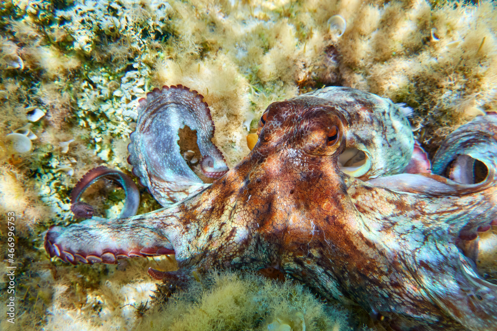 Octopus (Octopus vulgaris Cuvier, 1797) or octopus is a cephalopod of ...
