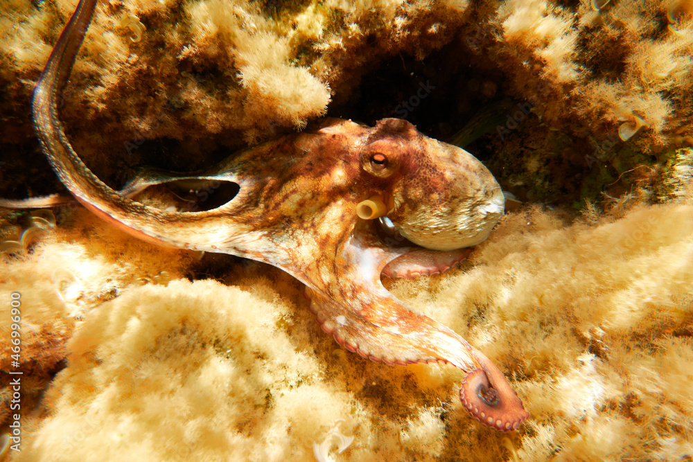 Octopus (Octopus vulgaris Cuvier, 1797) or octopus is a cephalopod of ...